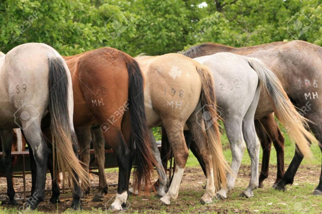 Descubre los nombres de los colores de los caballos: una guía completa