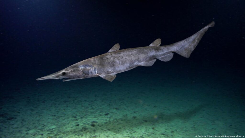 El tiburón más raro y sorprendente del mundo: descúbrelo aquí