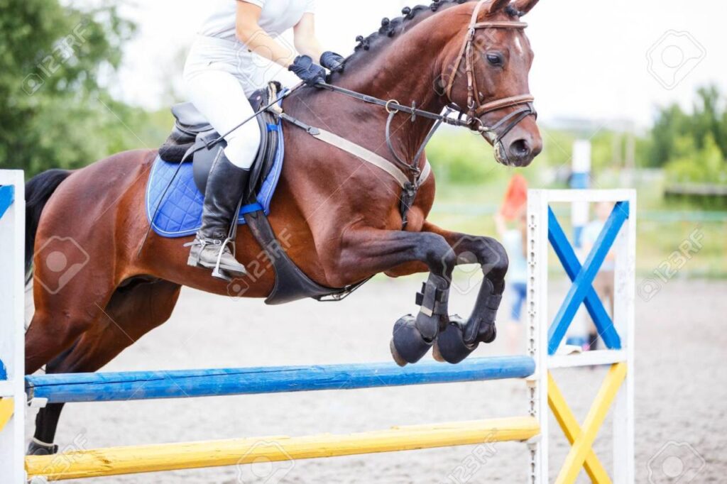 Descubre las mejores razas de caballos de salto para competición