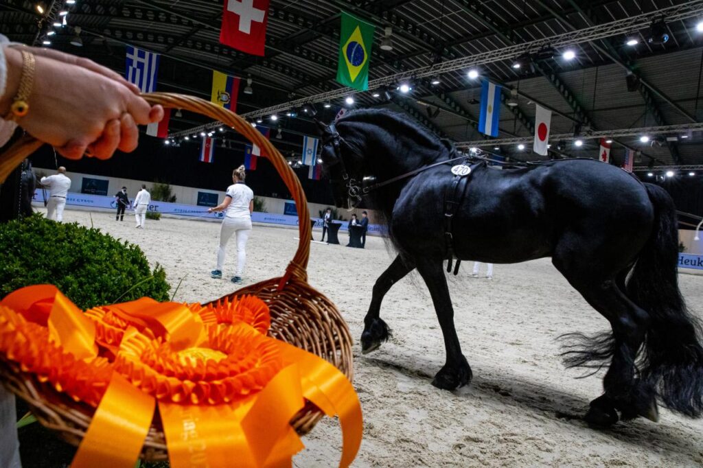 Paso a paso: Domando caballos de manera efectiva con el mejor método