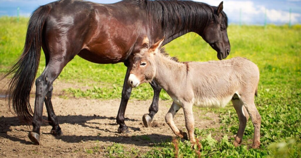 Guía para niños: Descubre las partes del caballo y disfruta de su ...