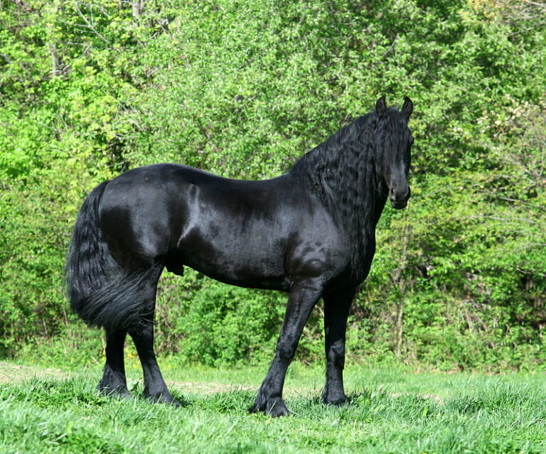 El simbolismo y misterio del caballo negro en el mundo equino