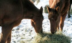 Guía completa de los mejores alimentos para tu caballo