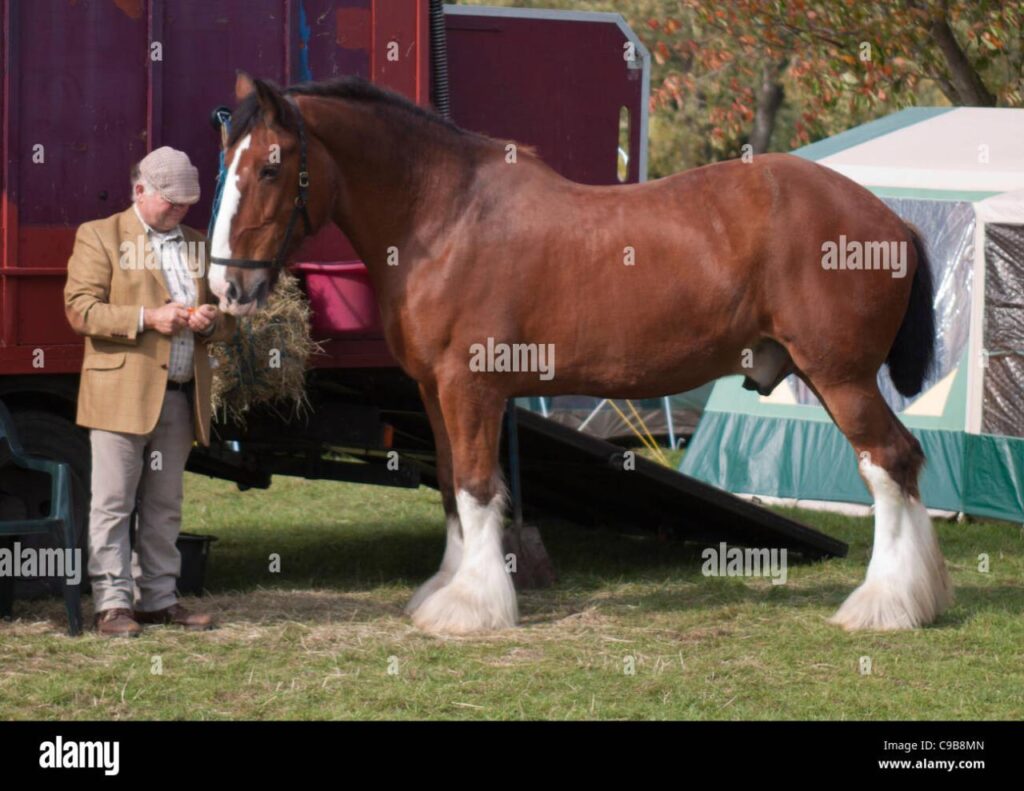 Características sorprendentes de la raza de caballo más grande