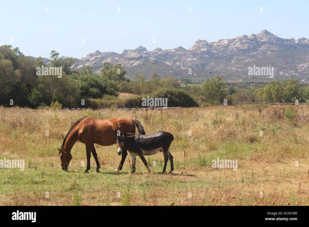 Inteligencia comparada: Caballo vs burro. Descubre quién es más listo