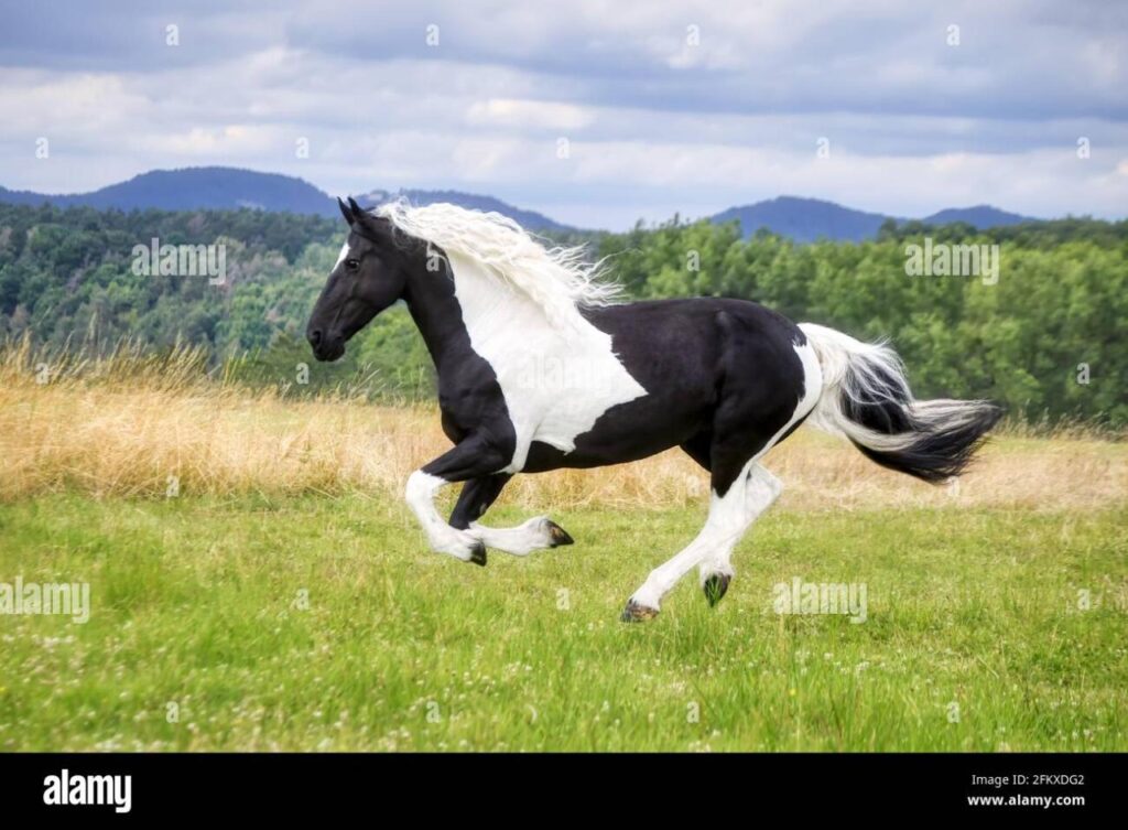 Todo sobre el caballo pinto blanco y negro: características esenciales