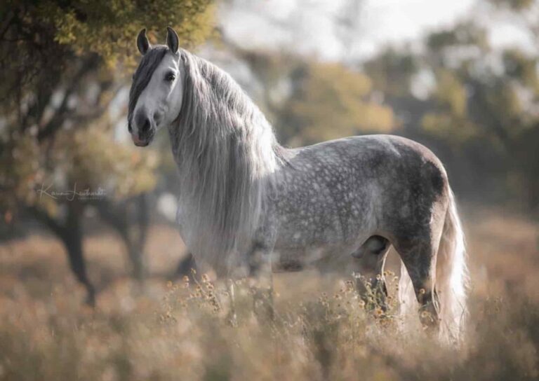 Colores de caballos comunes: Cómo identificarlos