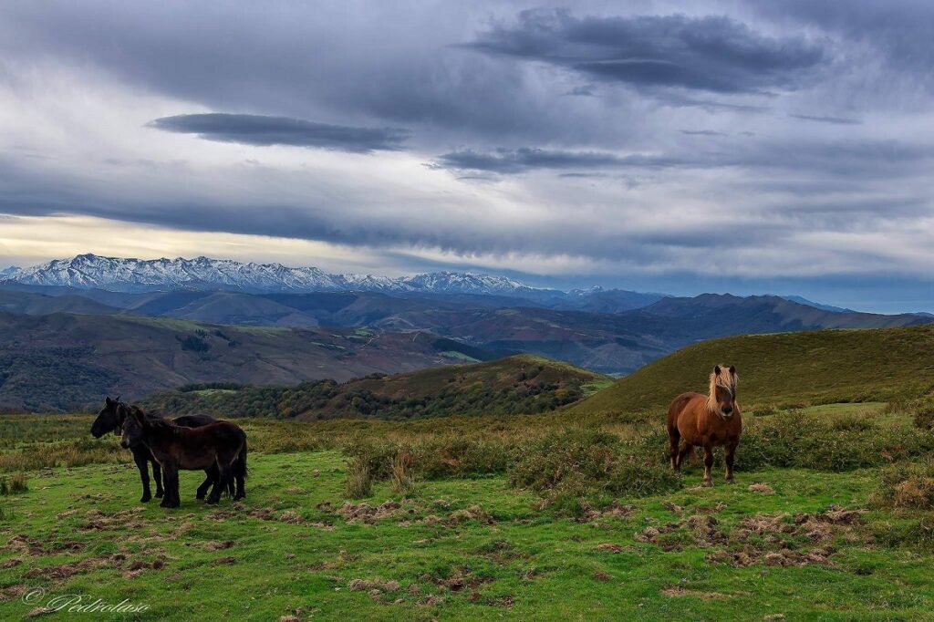 El simbolismo del caballo: significado y relevancia histórica y cultural