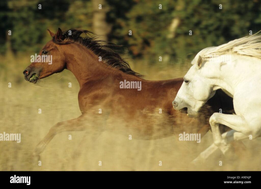 El comportamiento y significado cuando un caballo te sigue de cerca