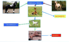 El ciclo de reproducción de los caballos: todo lo que necesitas saber