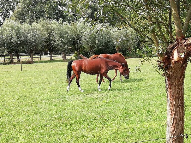 Origen y evolución de los caballos: Descubre su fascinante historia