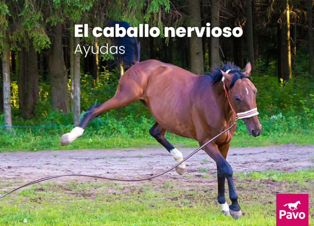 Los 10 pasos para subirse a un caballo correctamente y con seguridad