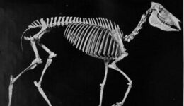 Origen y evolución de los caballos: Descubre su fascinante historia