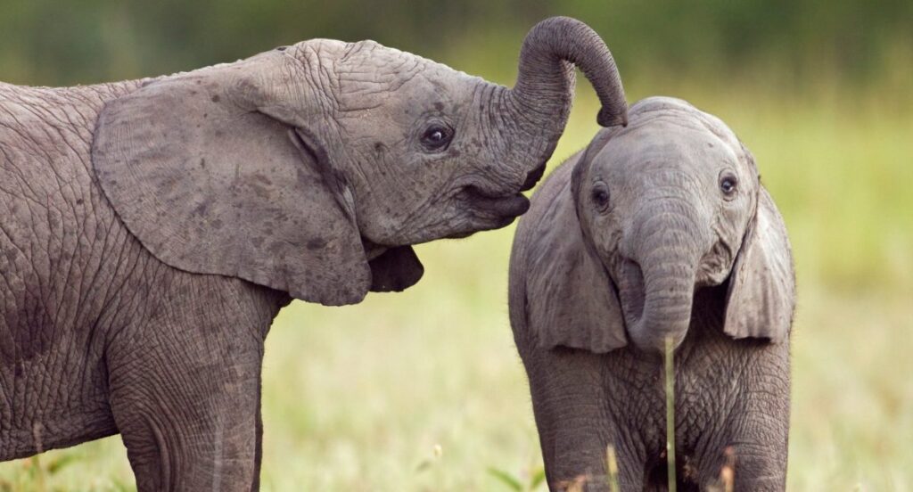 Las sorprendentes habilidades del animal más fuerte e inteligente reveladas