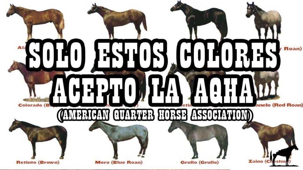 Colores de caballos comunes: Cómo identificarlos