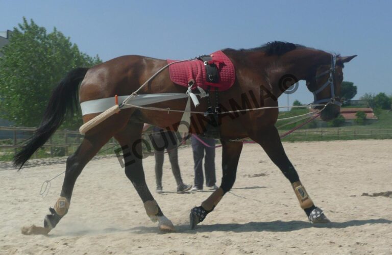 Guía completa: partes anatómicas principales del caballo
