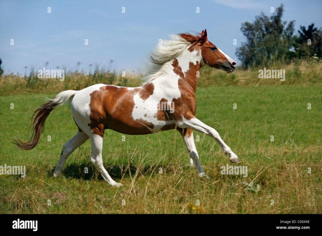 Características únicas de caballos pintos Cuarto de Milla