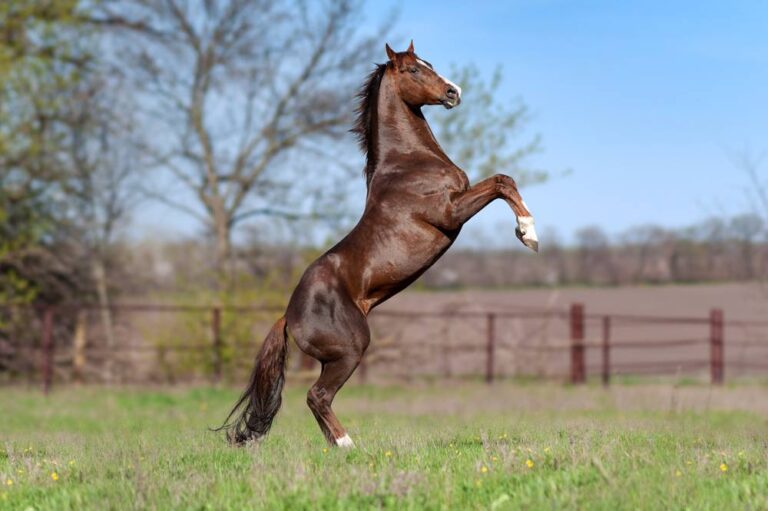 Normas y requisitos para tener un caballo: todo lo que necesitas saber