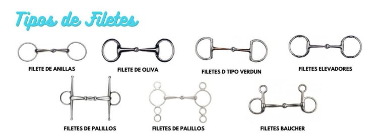 Tipos de bocados para caballos: guía completa de elección