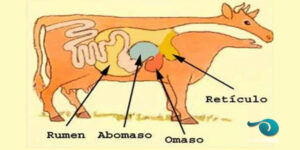 Todo sobre el funcionamiento y cantidad de estómagos de las vacas